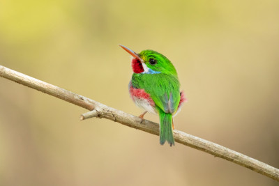 Cuban tody by Milan Zygmunt