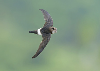 House Swift by kazuyasu kisaichi