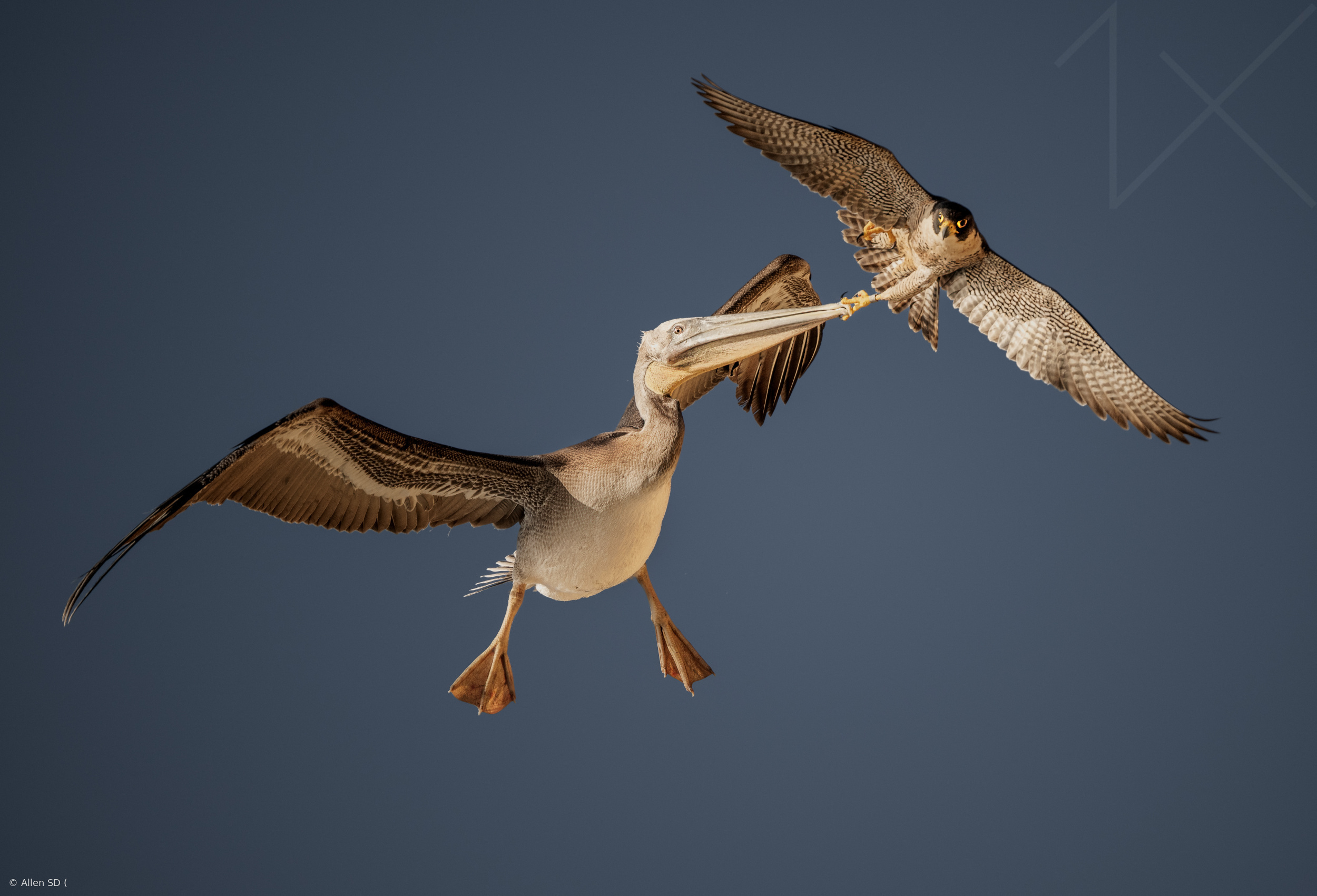 Falcon work #51-25 by Allen SD ( 艾伦）