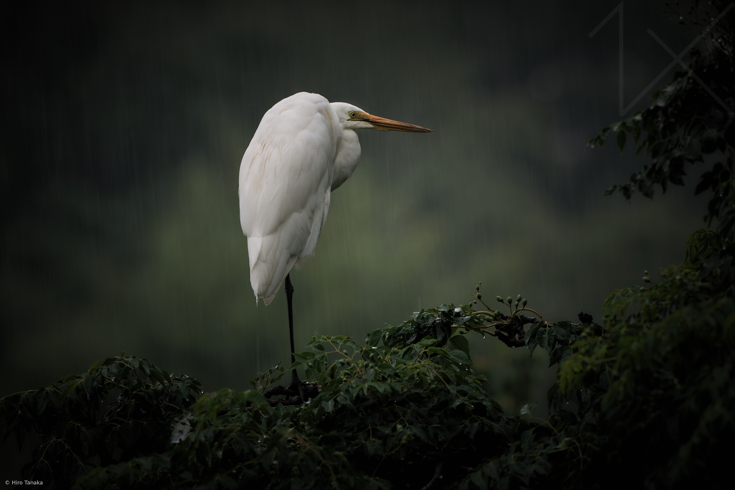 Rain for the One Who Will Not Return by Hiro Tanaka