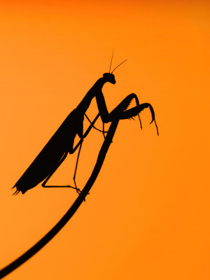 Mantis Religiosa on Fire by Mathilde Guillemot