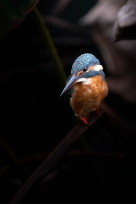 Single-point focus by Fujimon