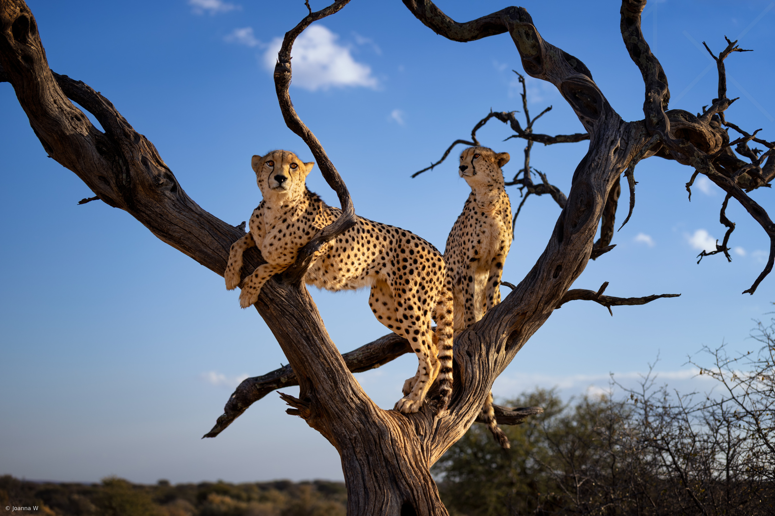 Cheetahs - Namibia by Joanna W
