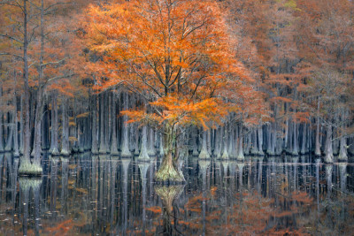 Autumn Splendor by Joyce Bealer