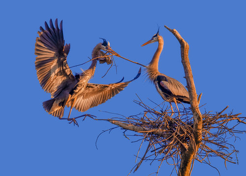 Build A Love Nest Together by Hanping Xiao