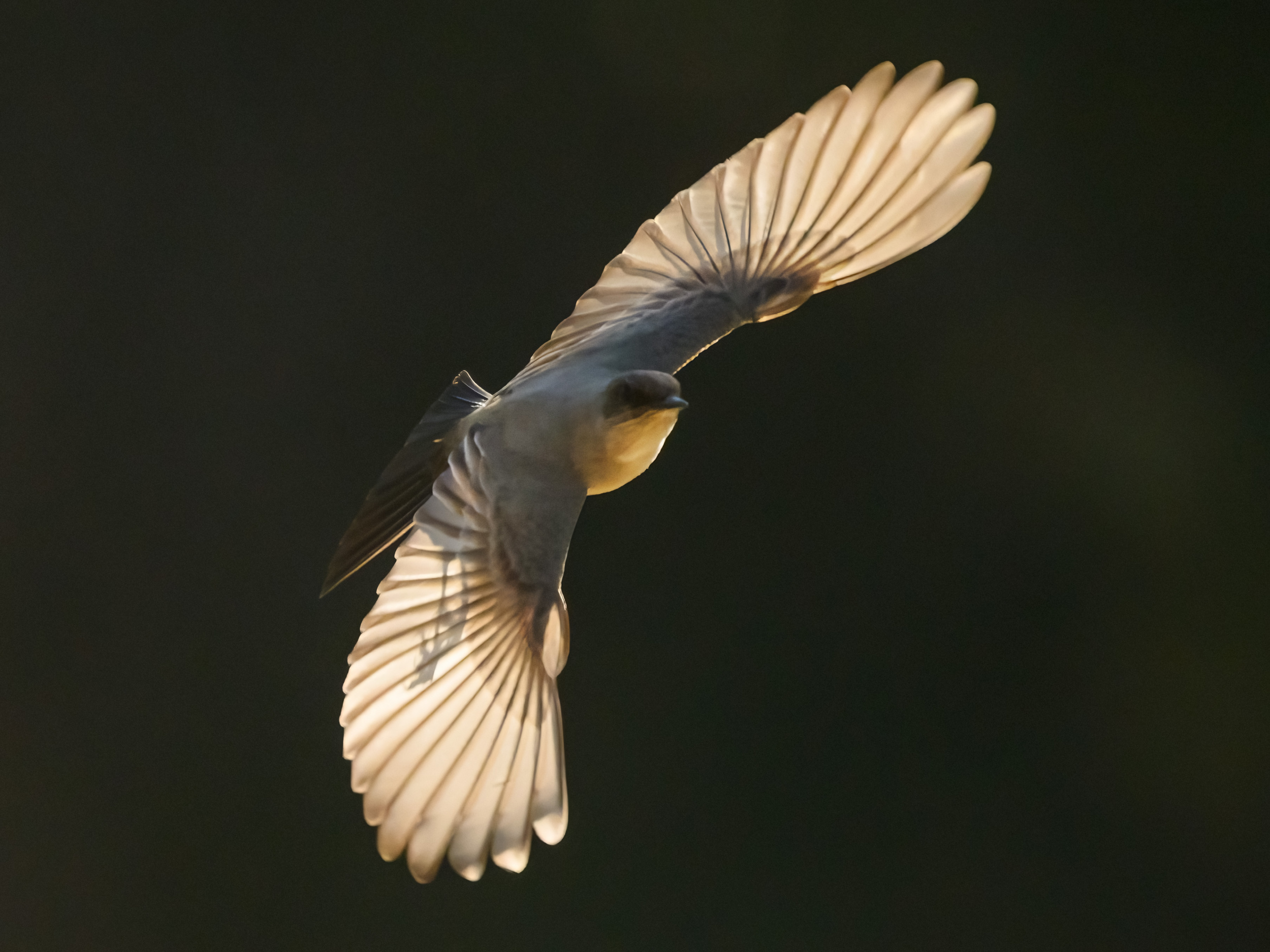Say's Phoebe by Moses Wang