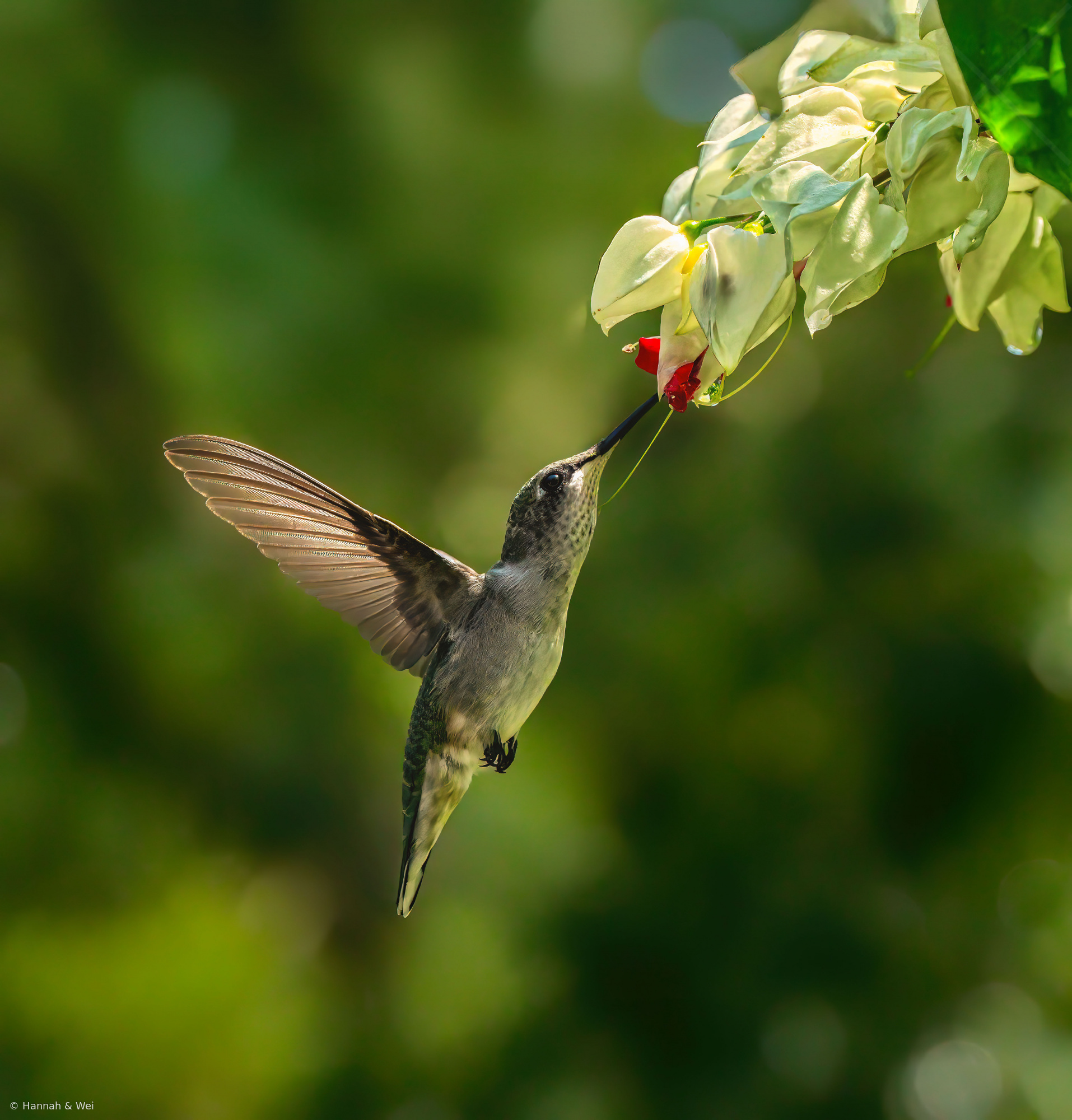 Hummingbird by Hannah & Wei