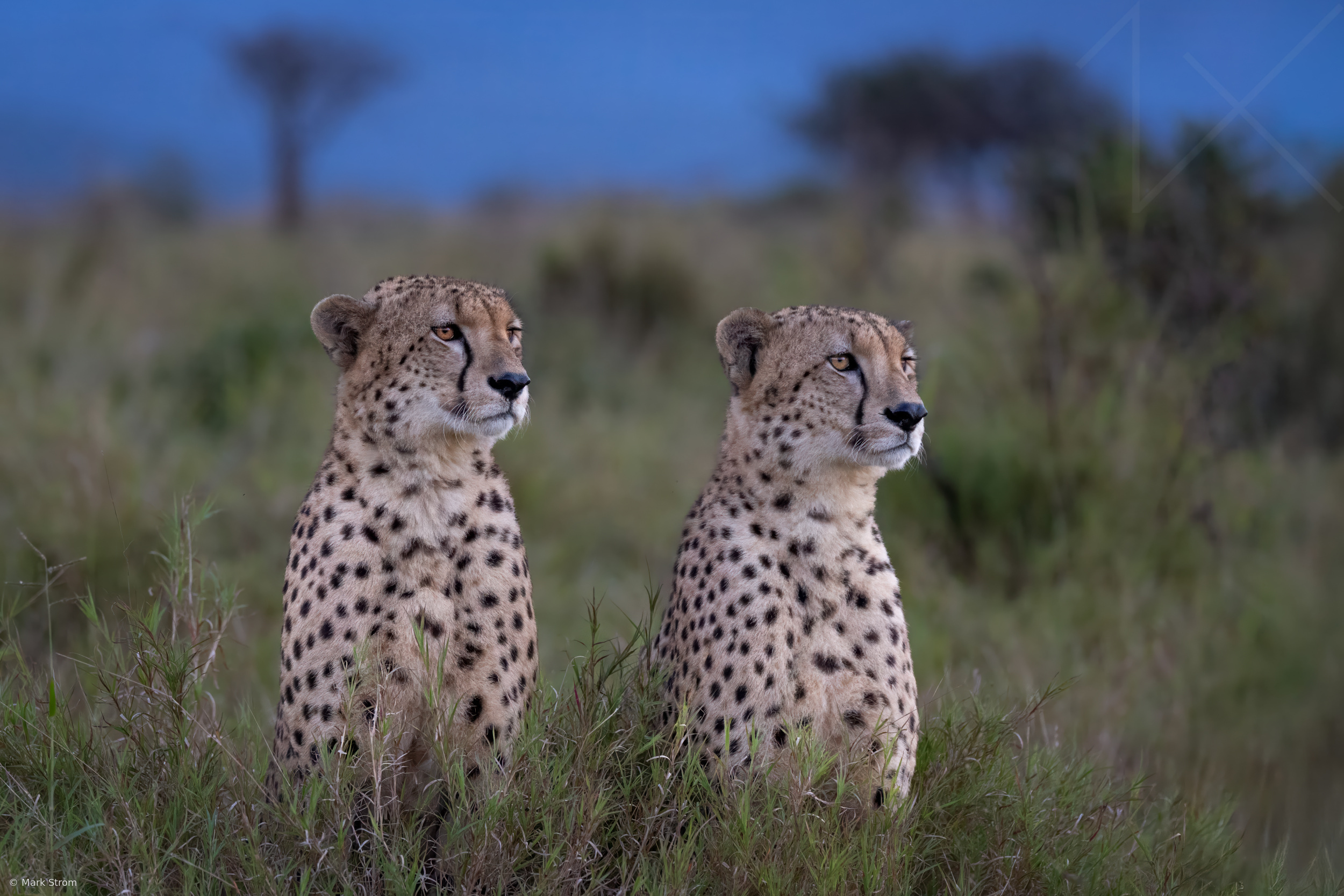 Twins by Mark Strom