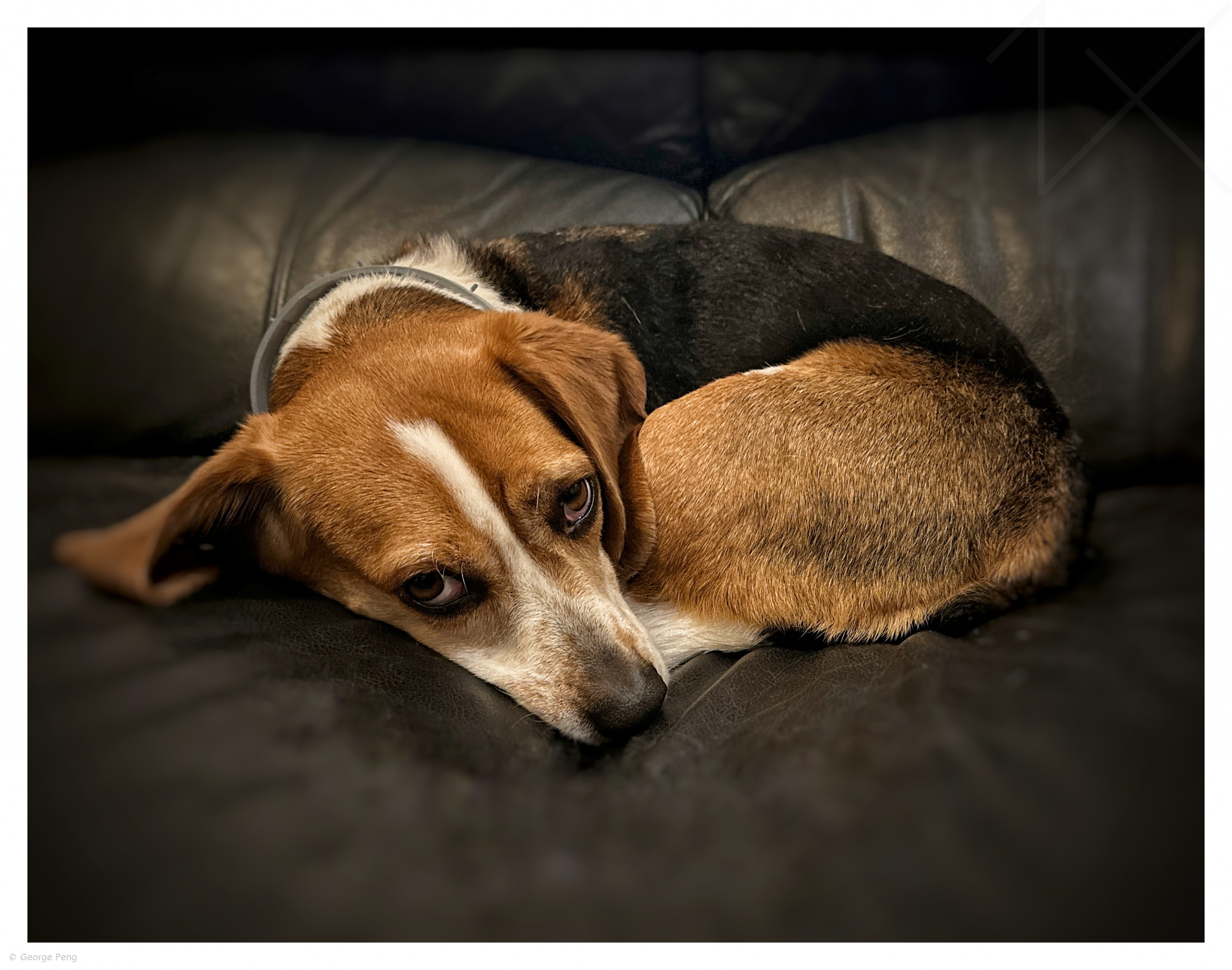 Dog Louie by George Peng