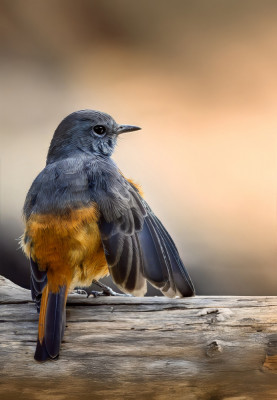 Serene Moment: African Robin in Quiet Repose by Yousef Abuaisheh