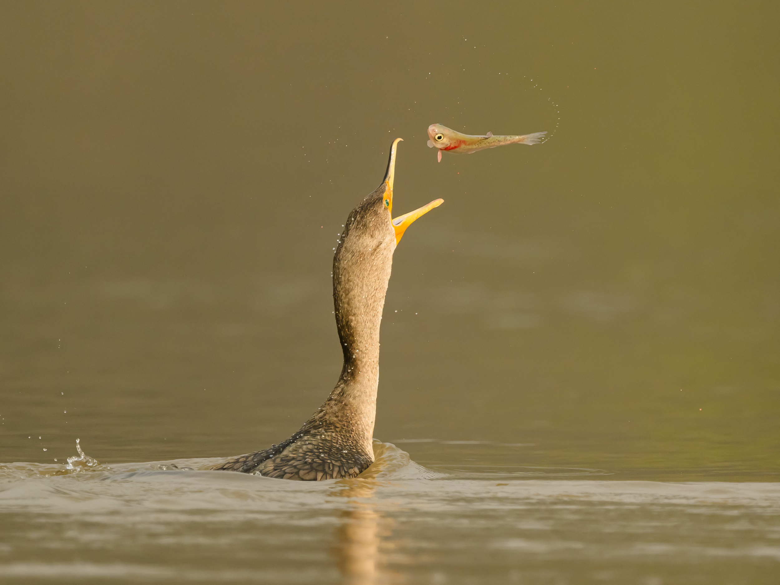 Cormorant and fish by Moses Wang