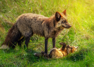 fox by Fengying Long