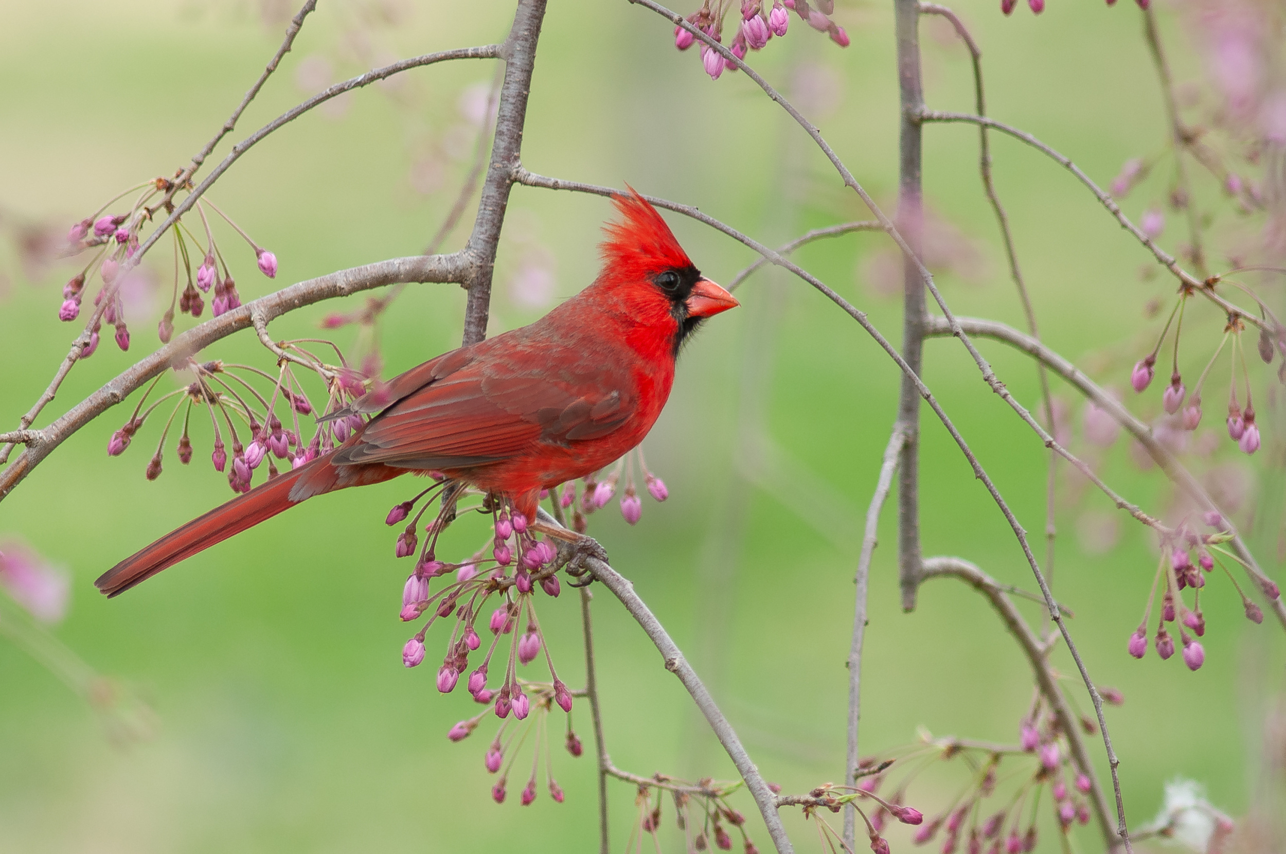 Cardinal by Harold Gene Stinson