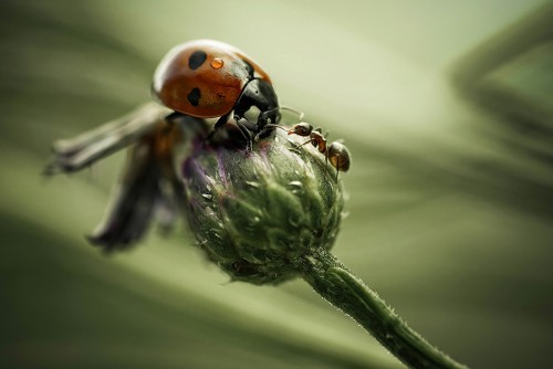 The fable of the Lady & the Ant. by Cath Schneider