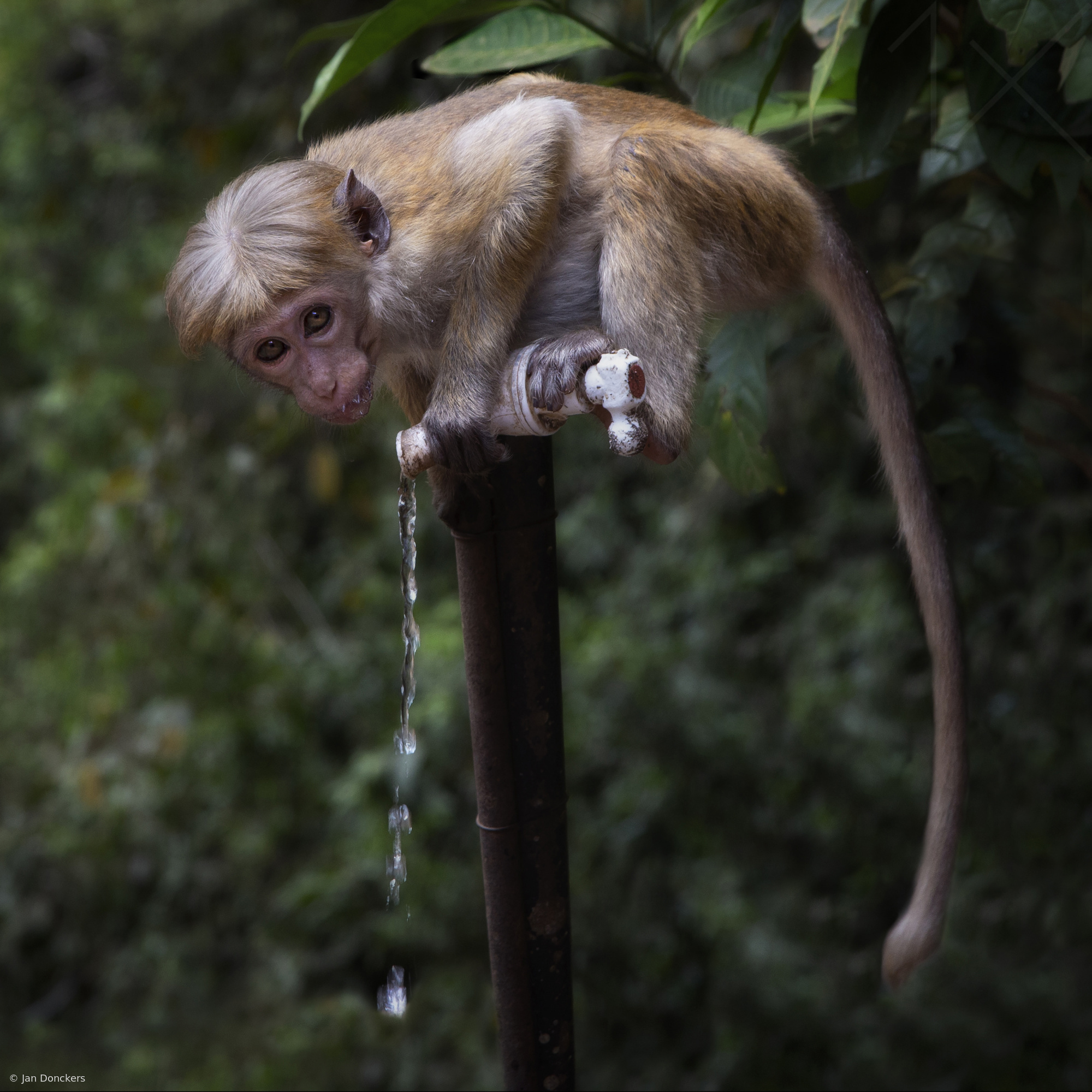 thirsty monkey by Jan Donckers