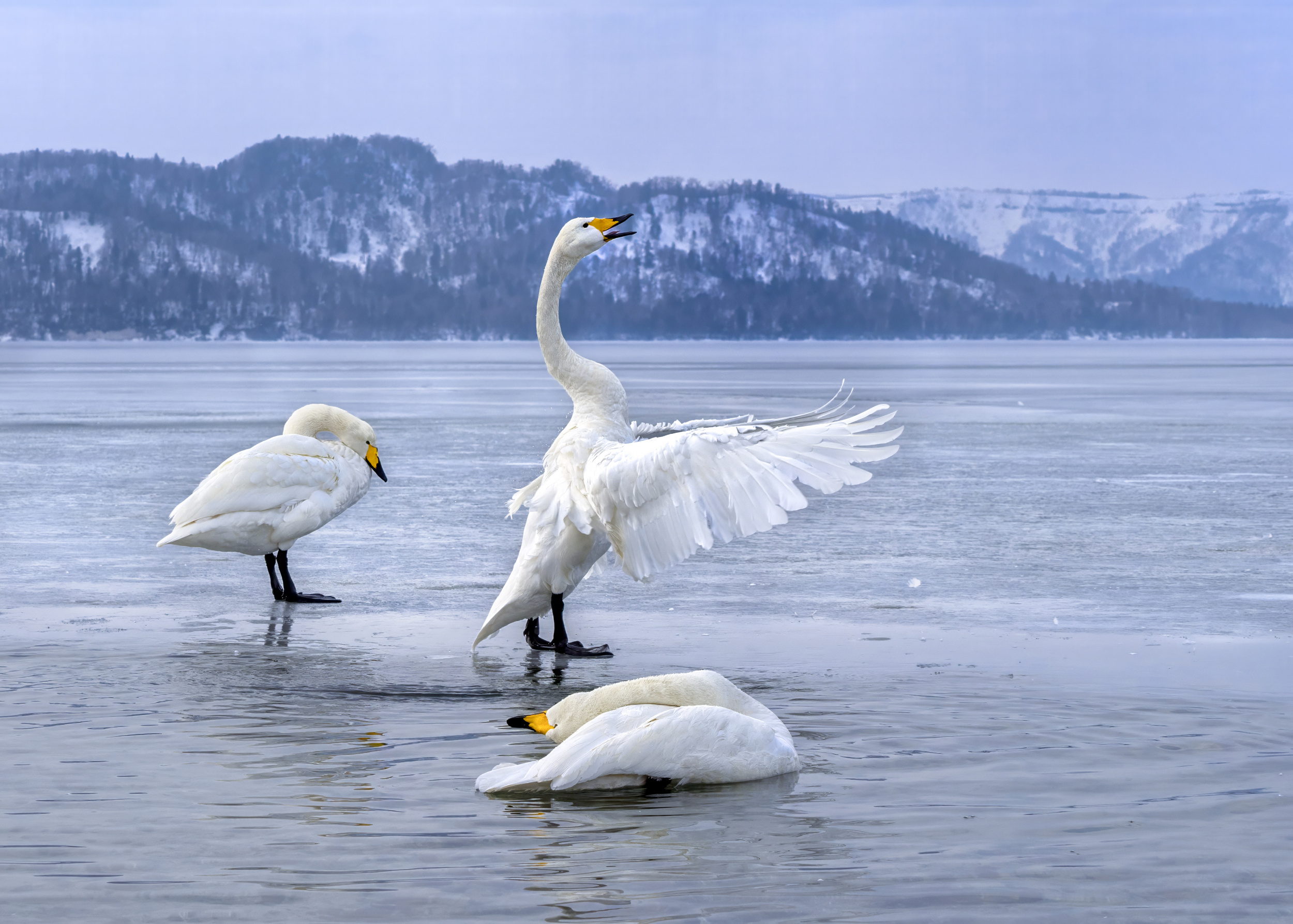 Swan Lake in Winter by Yi Pan