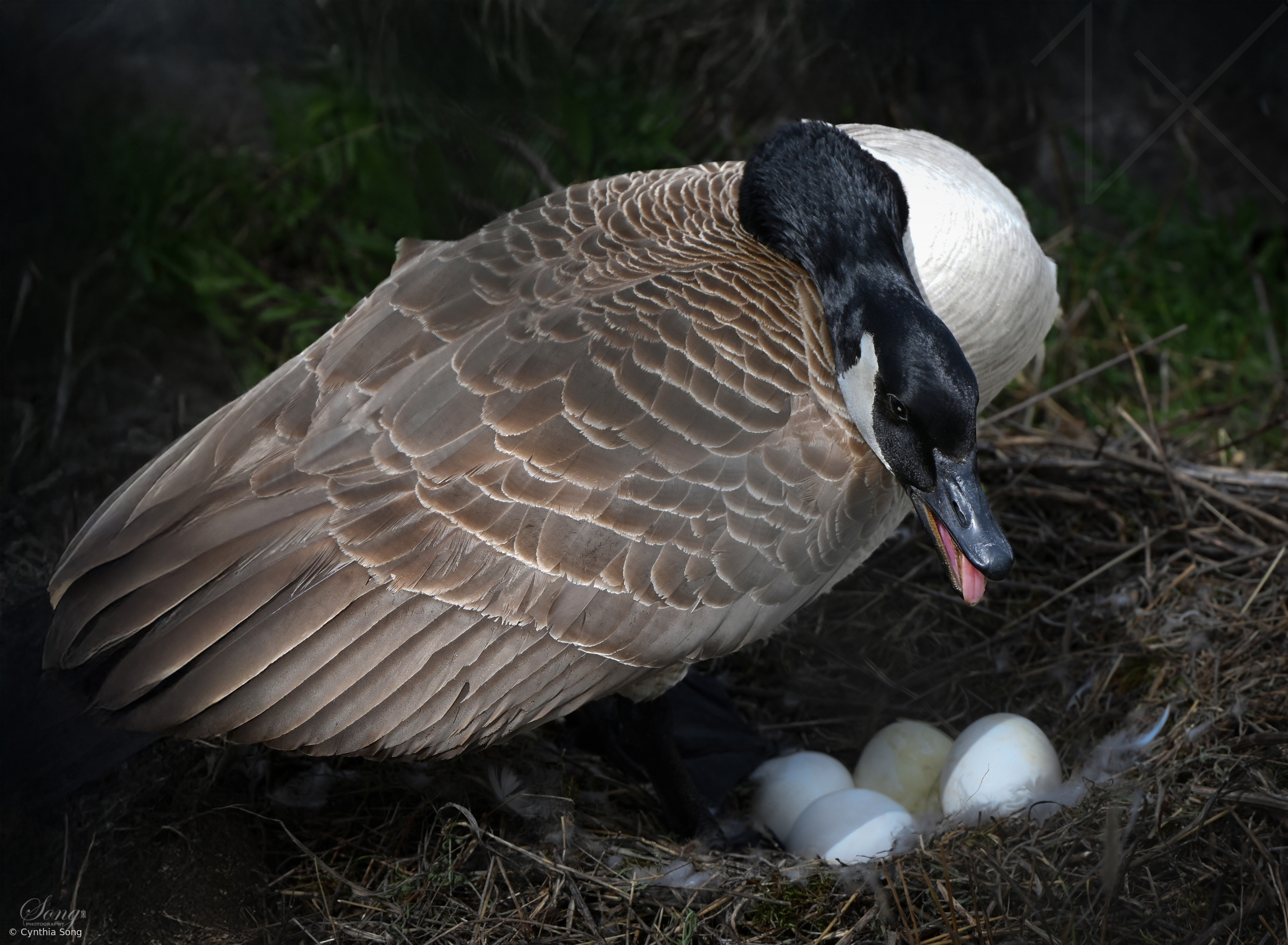 mama goose by Cynthia Song