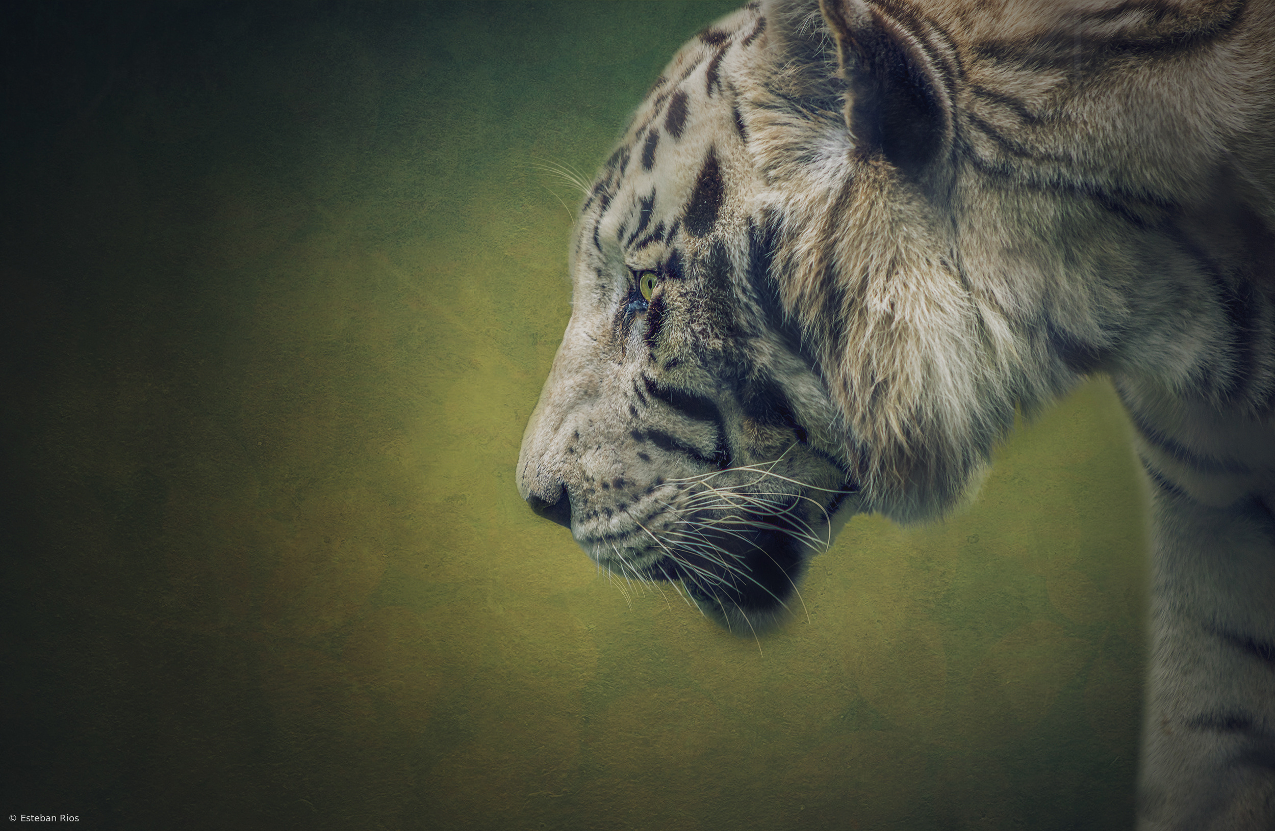 The White King by Esteban Rios