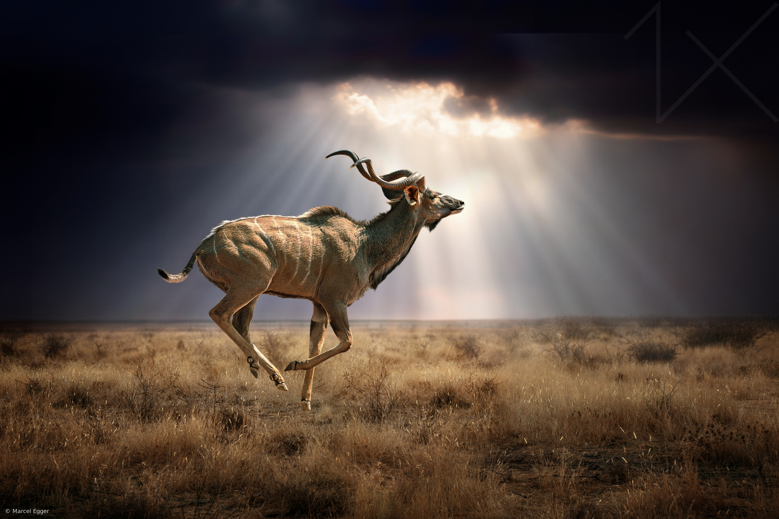 FlyingKudu by Marcel Egger