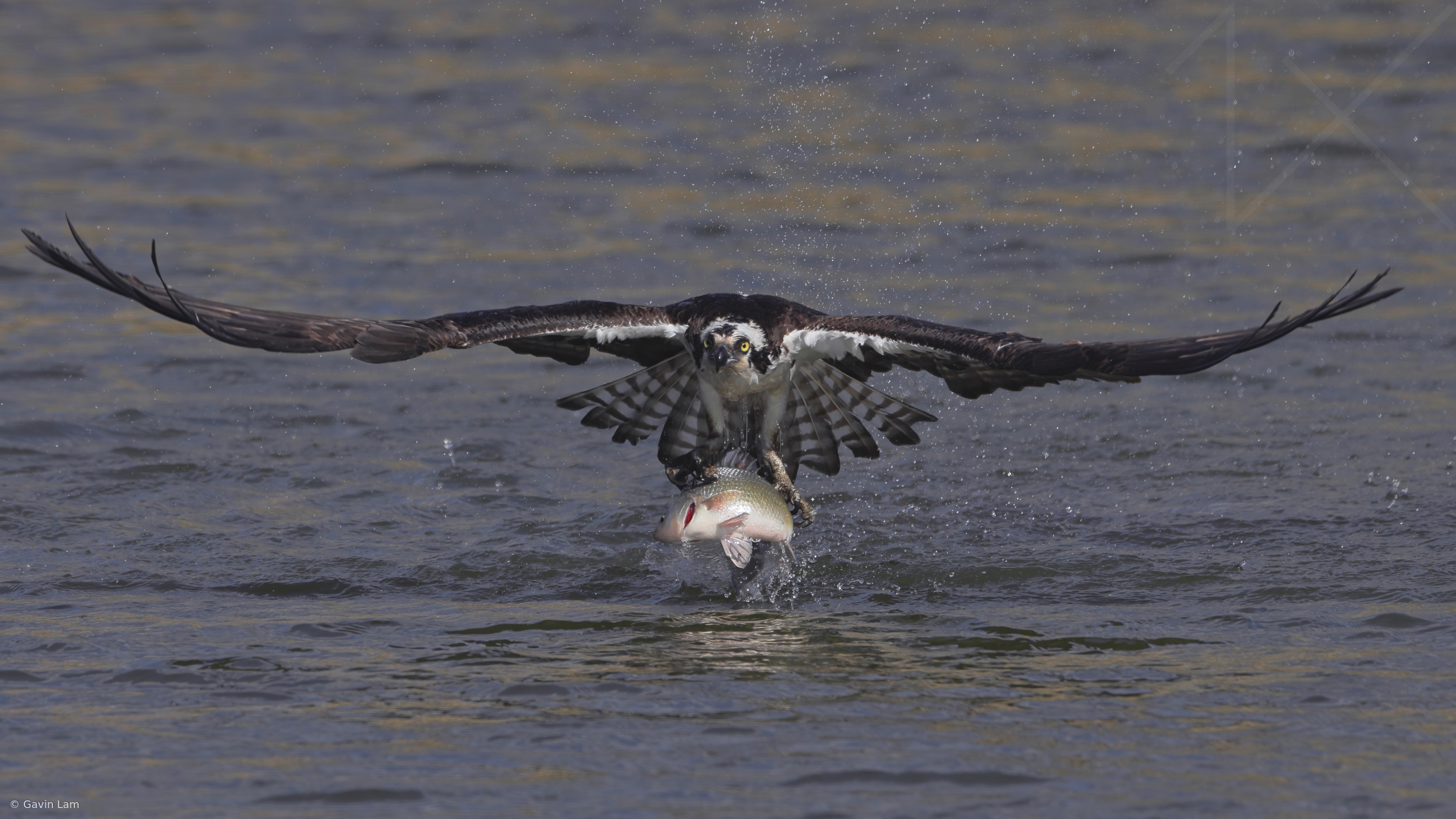 Osprey Hunting... by Gavin Lam