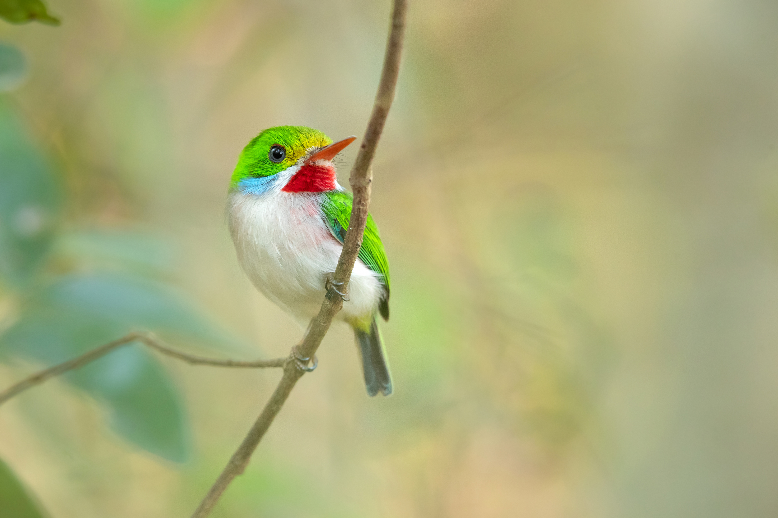Cuban tody by Milan Zygmunt