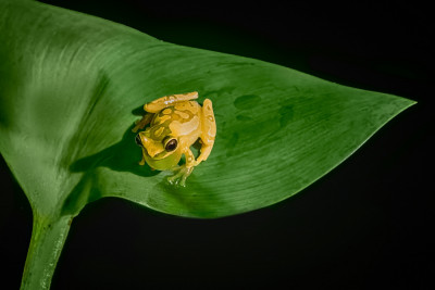 Yellow Tree Frog by Siyu and Wei Photography