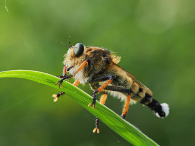 The strongest insect by Takiko Hirai