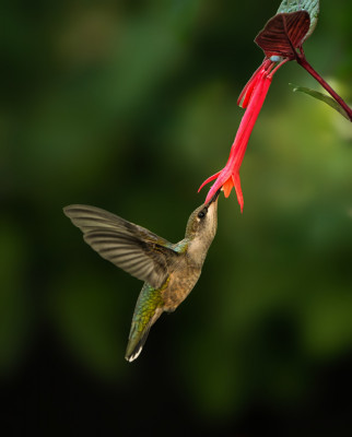 Hummingbird by Hannah & Wei