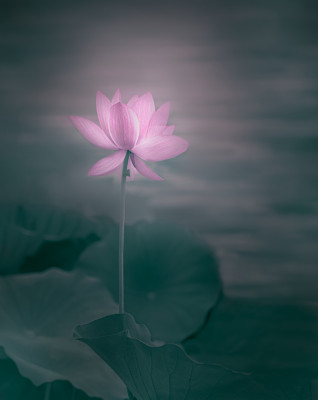 Lotus Angel by Yanny Liu