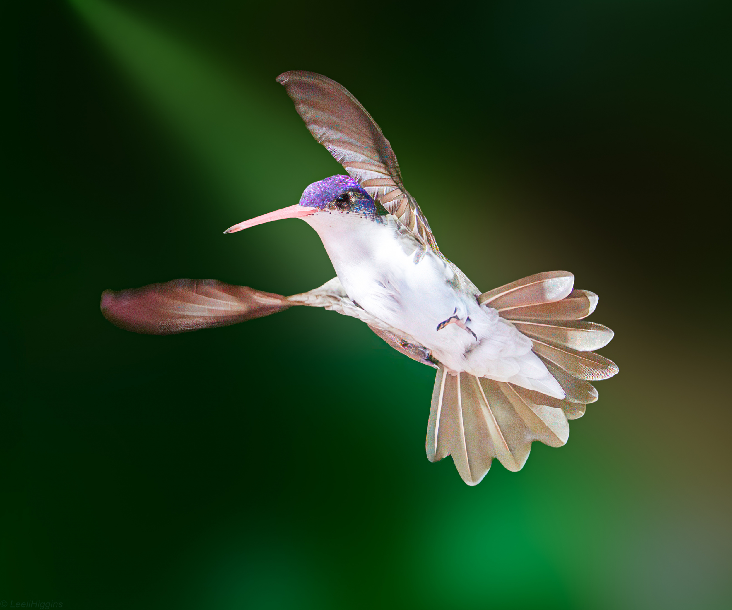 Violet Crowned Hummingbird by Leeli Higgins