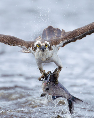 Osprey by Johnny Chen