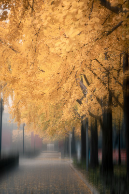 The Fall in Beijing by Calvin Feng