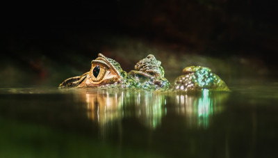 COCO EYE by Francisco Jose Lopez Fernandez