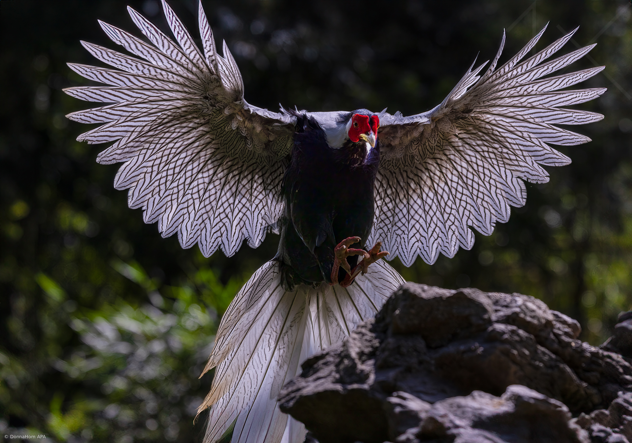 White Pheasant Landing by DonnaHom APA