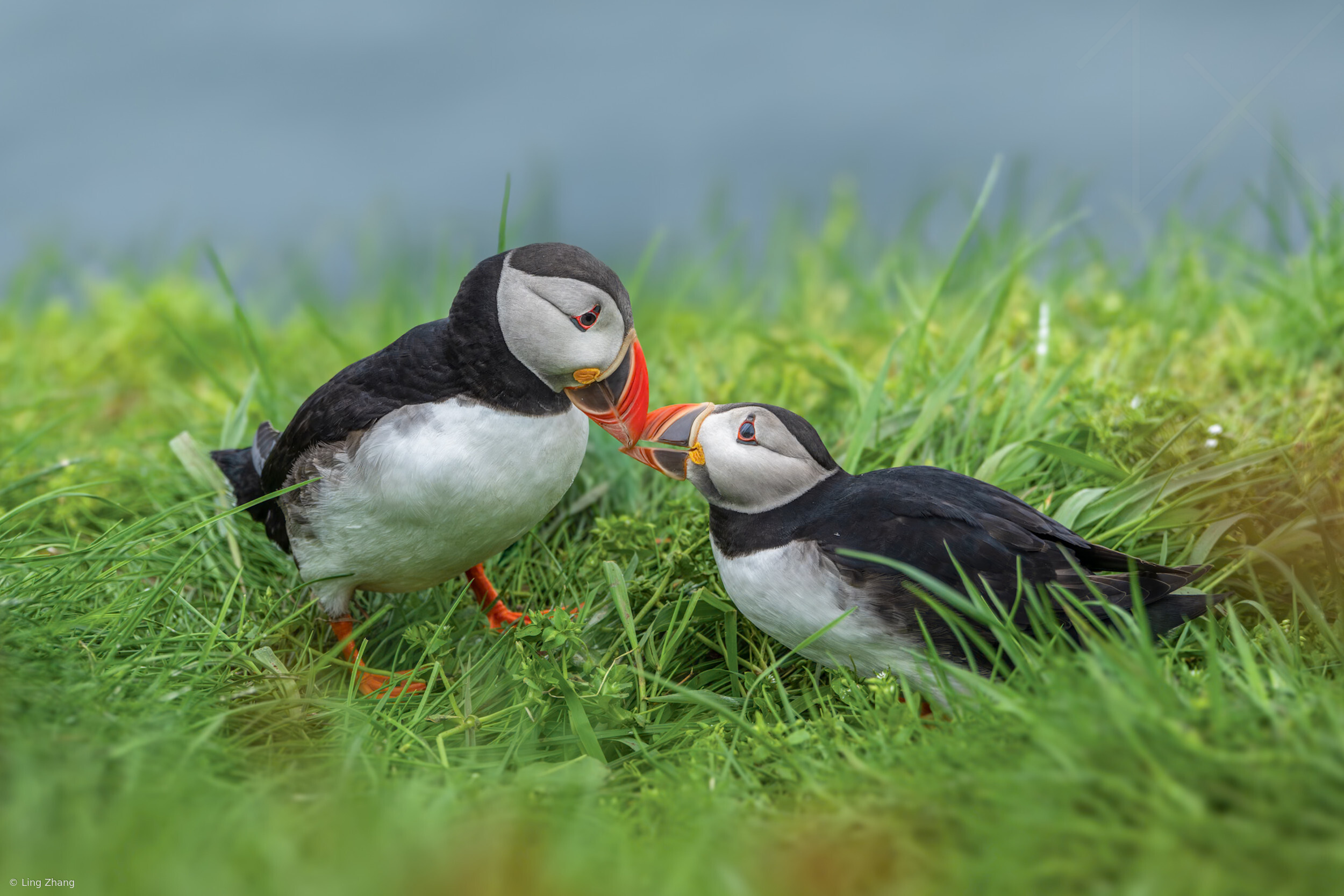 An Affectionate Couple by Ling Zhang