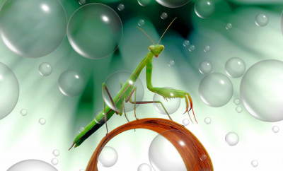 Star among insects... by Thierry Dufour