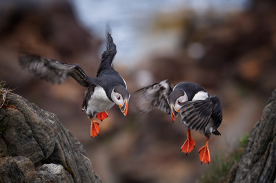 playful Puffin by Yongming Lu