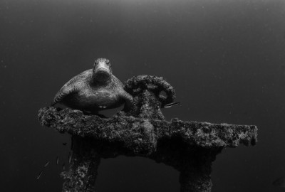 Captain Turtle by Jennifer Lu