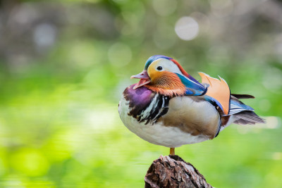 Singing mandarin duck by Hiroto Fukuda