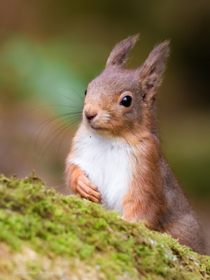 Eyeing the World by David Bennion