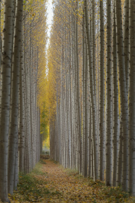 Natural pattern by Lucia Gamez