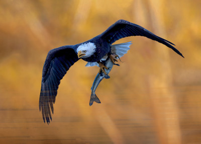 Bald Eagle in Action by Zeren Gu