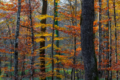 Colours and textures in the forest by Francisco Villalpando