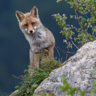 Fox 1 by Pascal Meerpoel