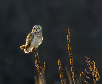 Short-eared owl by Hannah & Wei