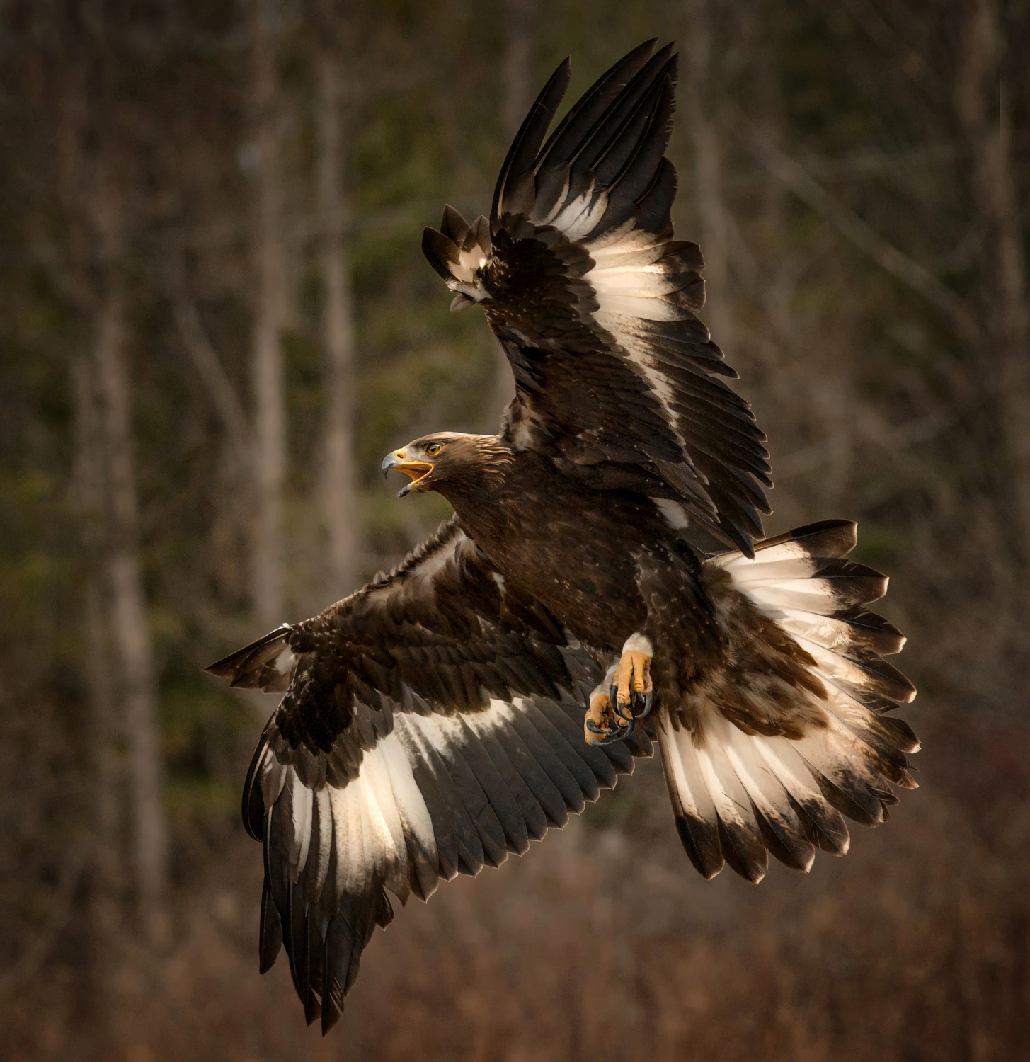 Golden Eagle by Susan Breau