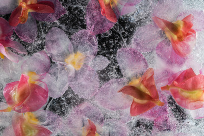 Frozen flower of begonia angel wings by Secundino Losada