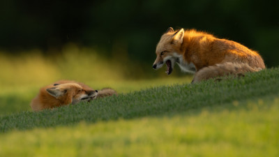 Red Fox Yelling by Victor Wang