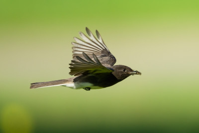 Black phoebe by Moses Wang