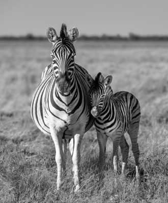 Zebra and its calf by Allen SD ( 艾伦）